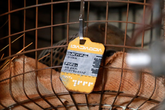 Hidden Creatures of the Creature Stall : EndorExpress