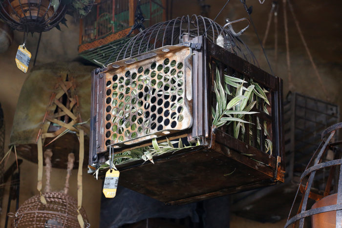 Hidden Creatures of the Creature Stall : EndorExpress